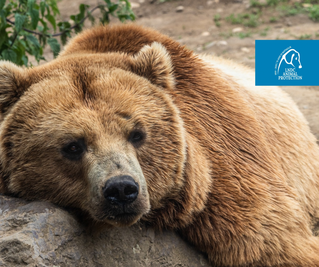 Abruzzo - Il PNALM esempio da seguire per la tutela degli orsi - LNDC ...