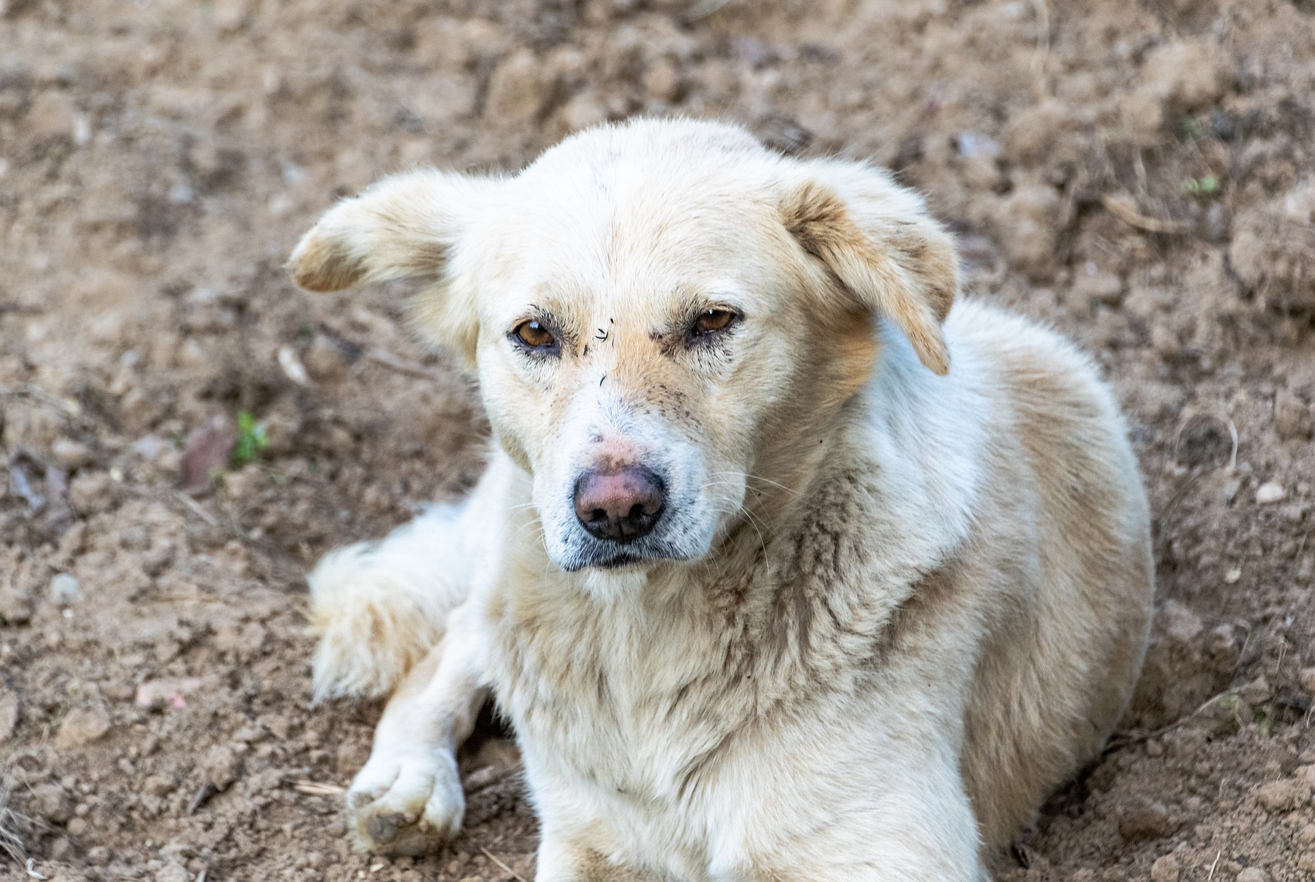 LNDC Animal Protection chiede chiarimenti sul trattamento dei randagi ...