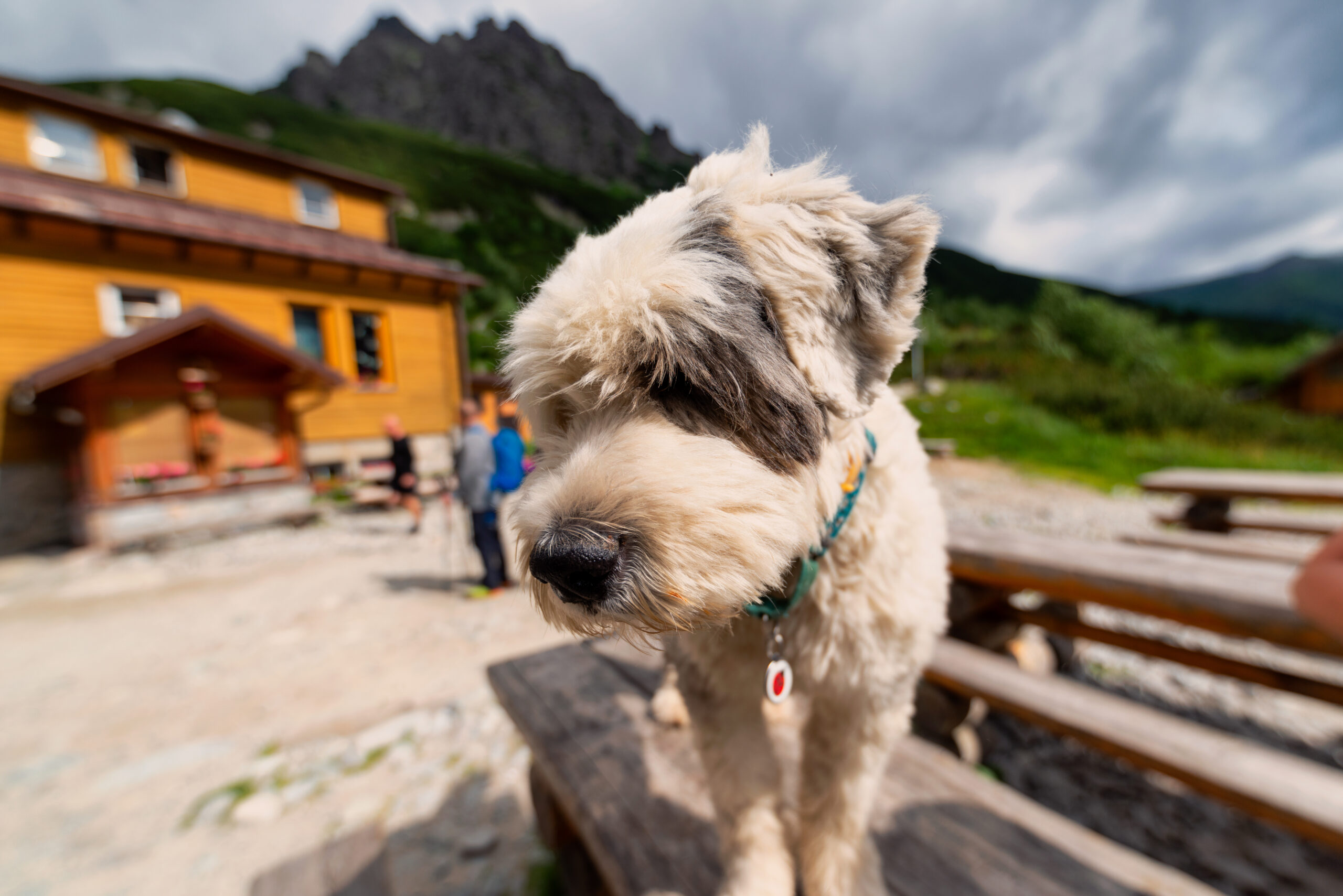 Val di Fumo: cagnolina anziana respinta dal rifugio durante il maltempo ...